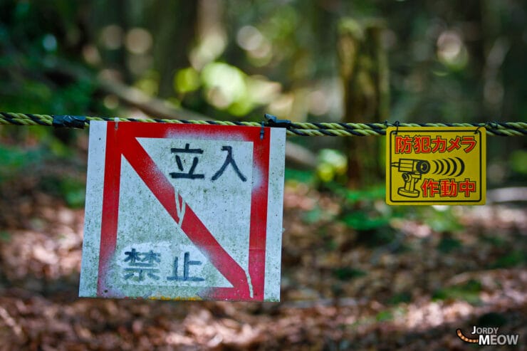 Aokigahara: Forest of Solitude and Mystery | Offbeat Japan