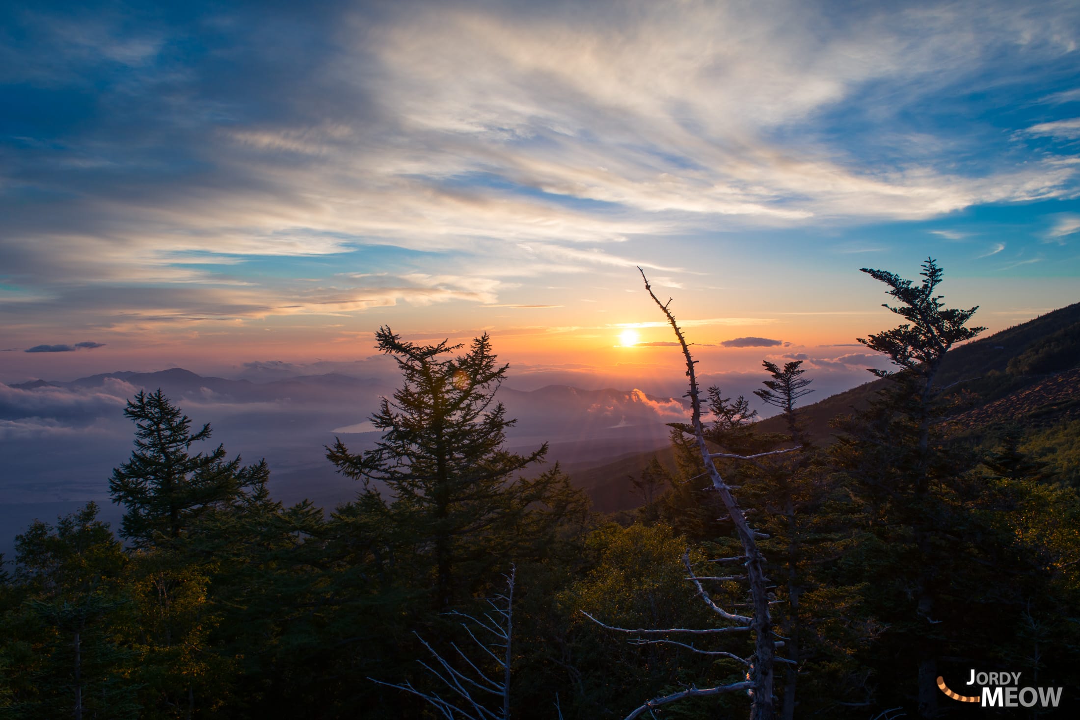 Japan’s Suicide Forest: Aokigahara | Offbeat Japan