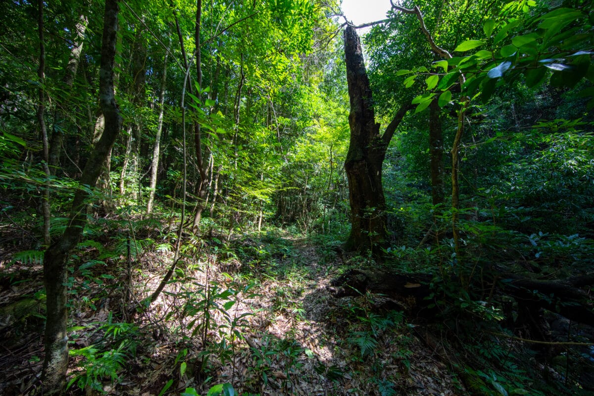 Lush Japanese Forest: The Cycle of Ancient Trees | Offbeat Japan