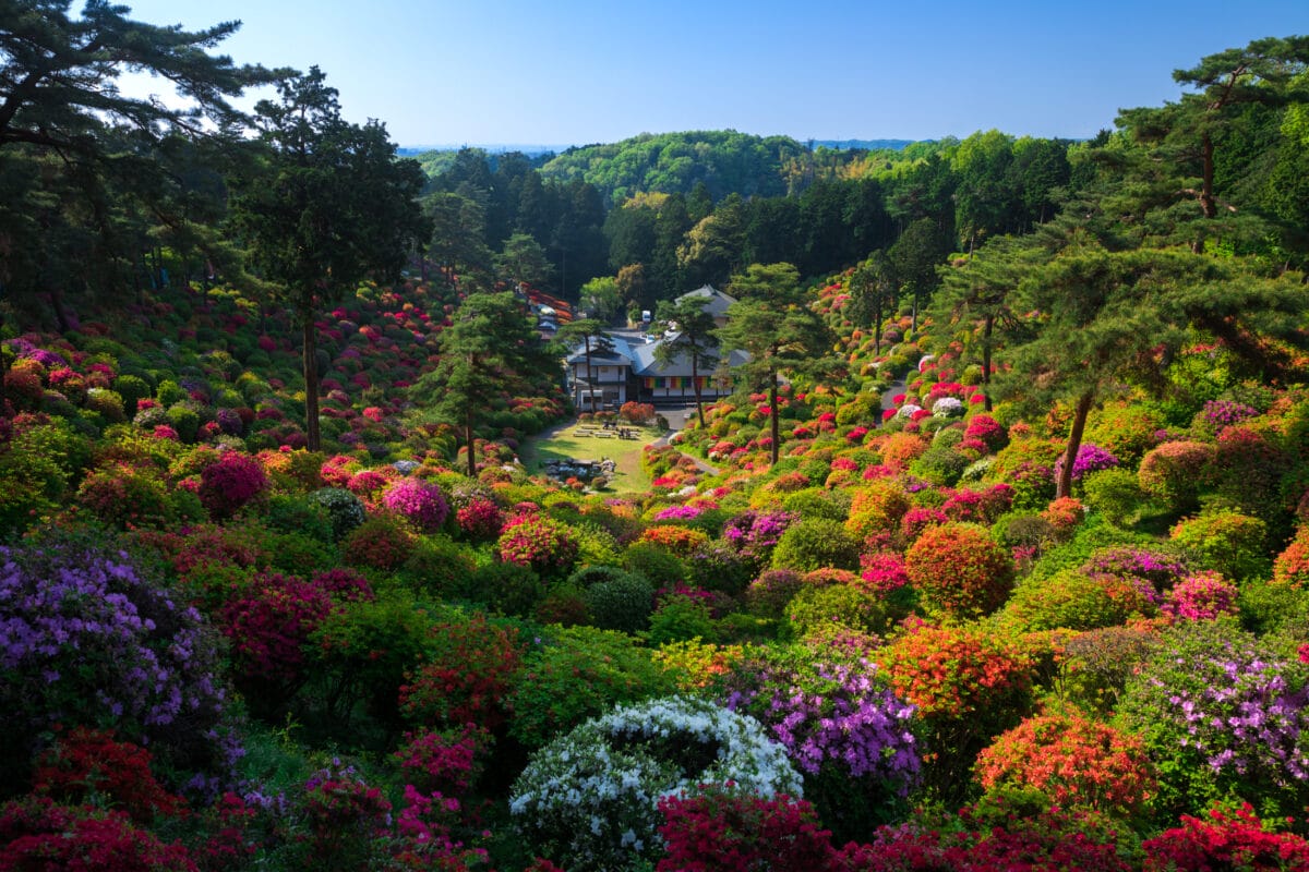 Tranquil Azalea-Surrounded Temple in Lush Japanese Landscape | Offbeat ...