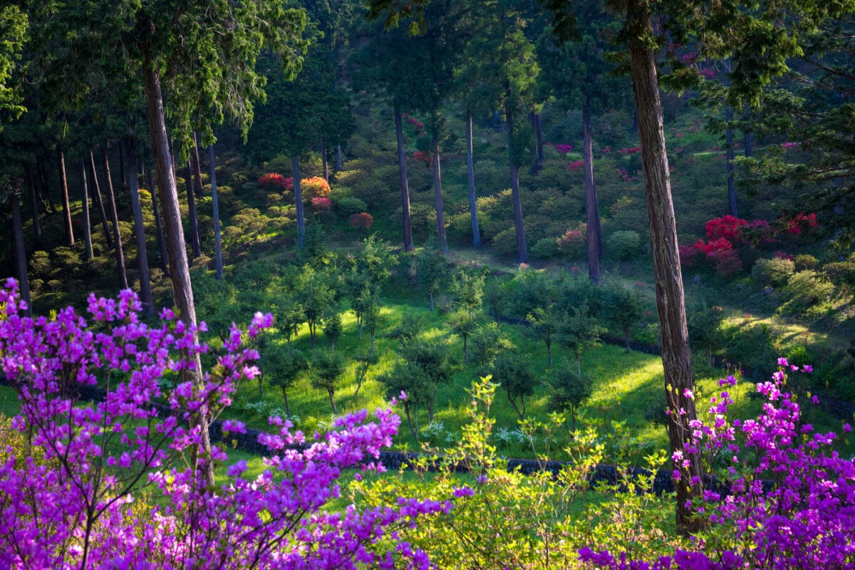 Serene Japanese Temple Forest: Azalea Blossoms at Shiofune Kannon-ji ...