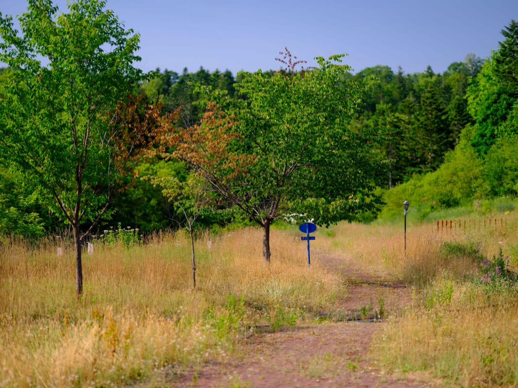 Serene Canadian Countryside: Meadow Path through Autumn Trees | Offbeat ...