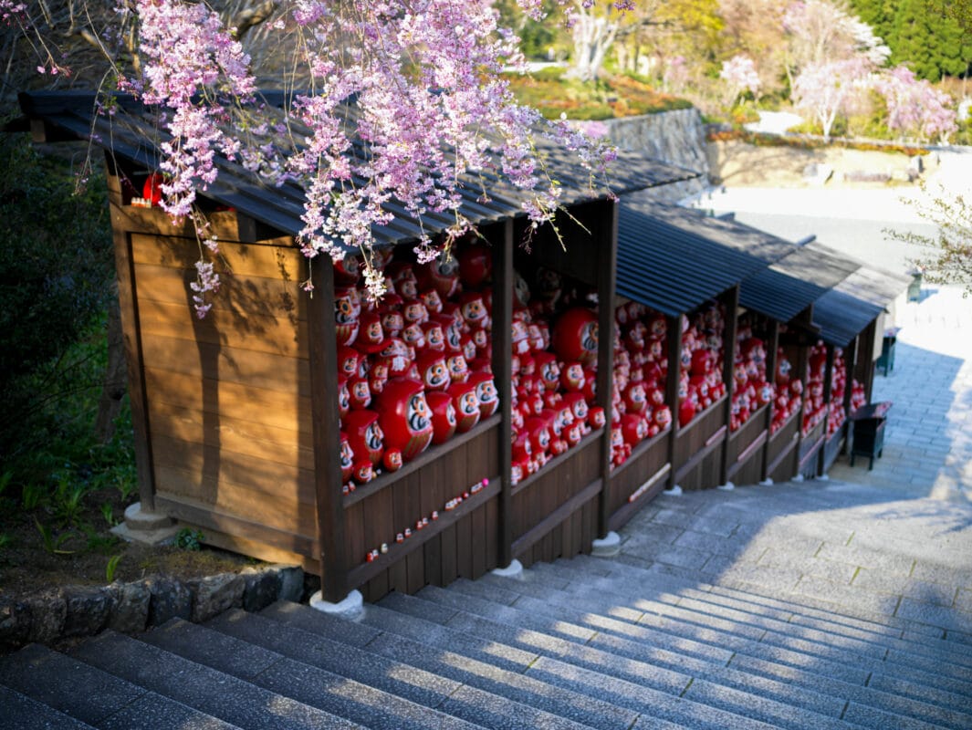 Tranquil Japanese Shrine Path with Cherry Blossoms | Offbeat Japan