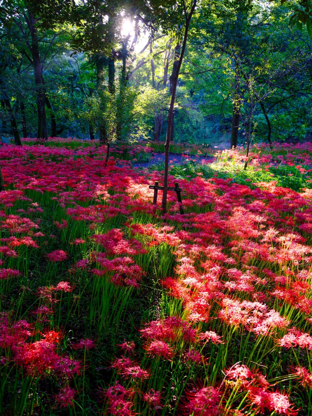 Enchanting Red Flower Forest Path in Kinchakuda Park | Offbeat Japan