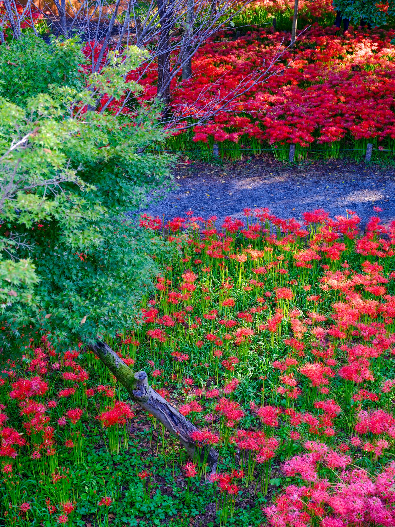 Vibrant Flower Garden in Kinchakuda Manjushage Park | Offbeat Japan