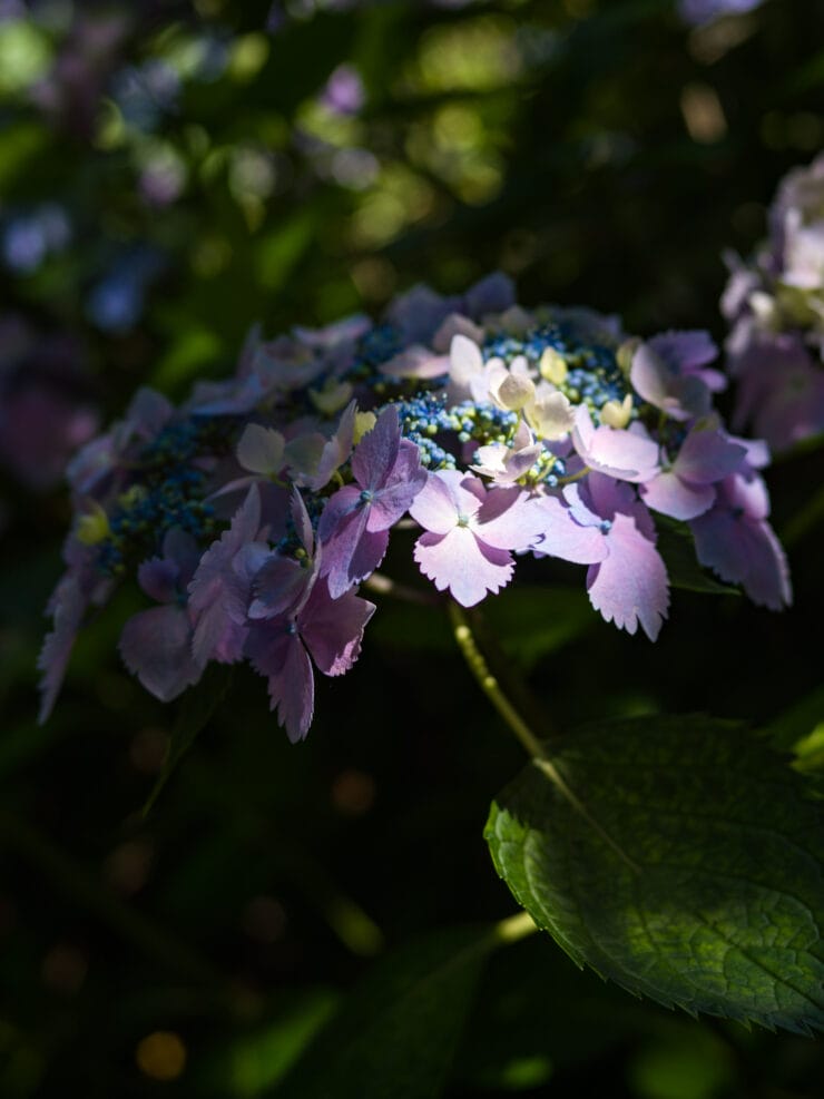 Lavender Hydrangea Flowers Close-Up | Offbeat Japan