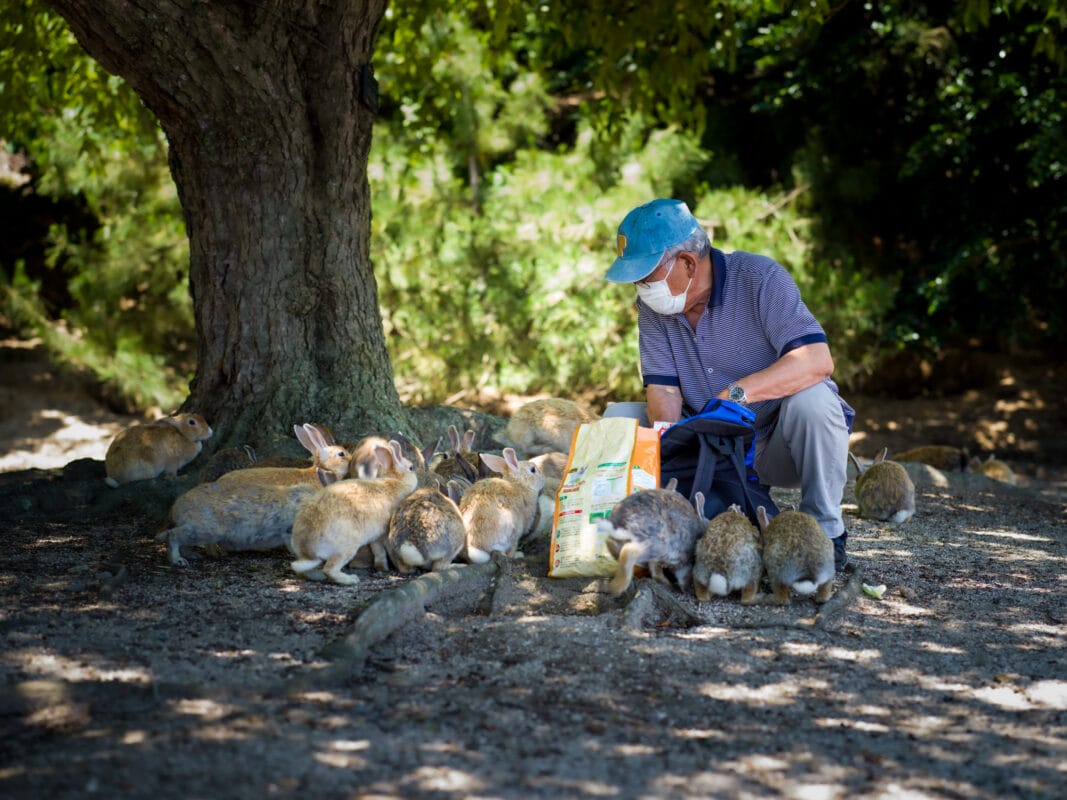 A Serene Encounter with Rabbits in a Lush Forest Retreat | Offbeat Japan