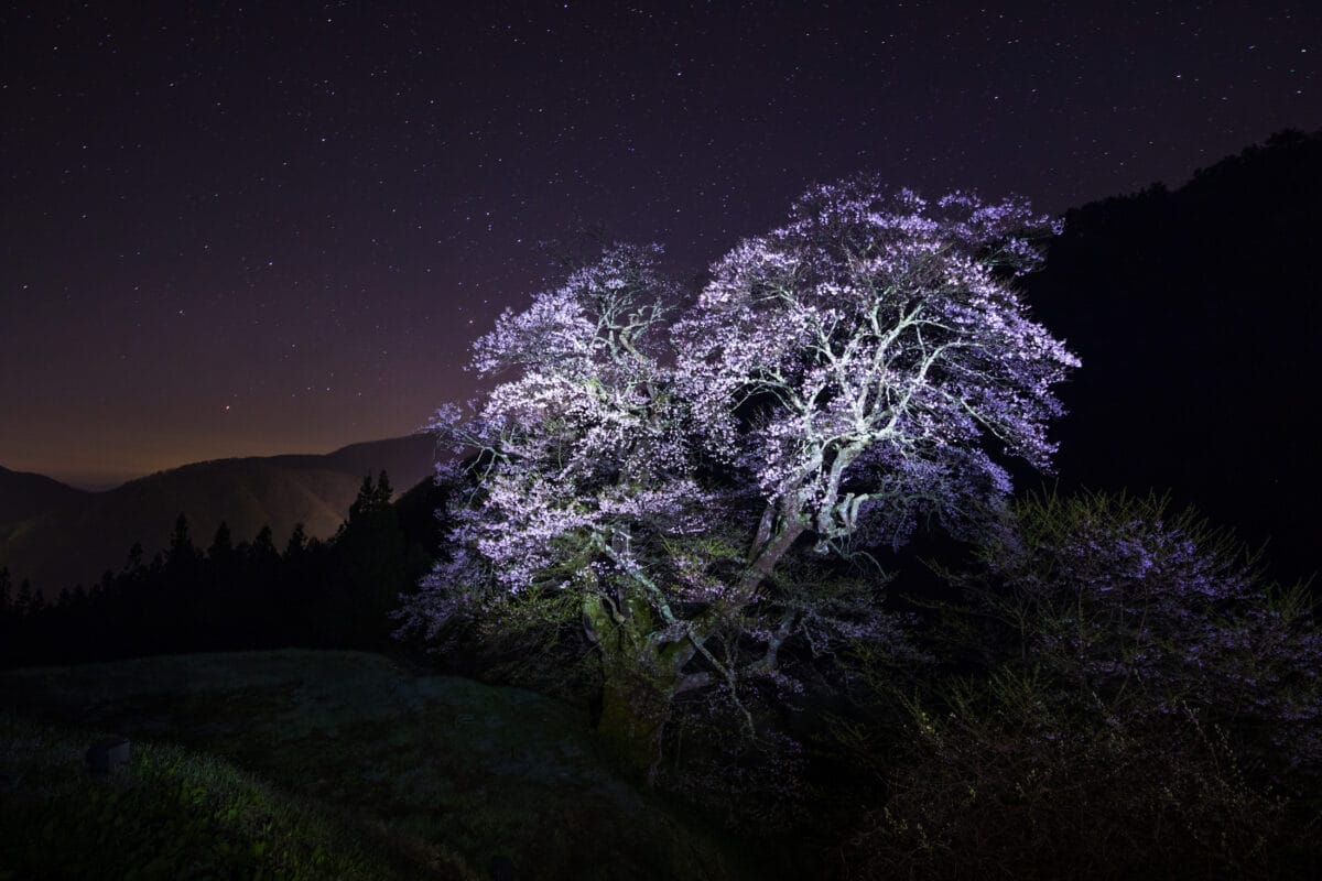 Cherry Tree Blossoms in Moonlit Landscape | Offbeat Japan