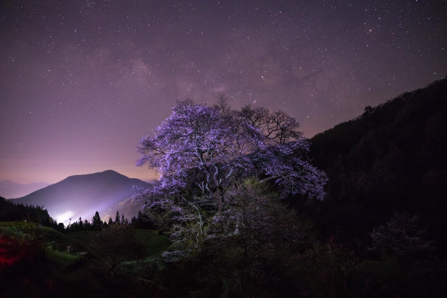 Violet Blossoms Under Starry Mountain Night Sky | Offbeat Japan