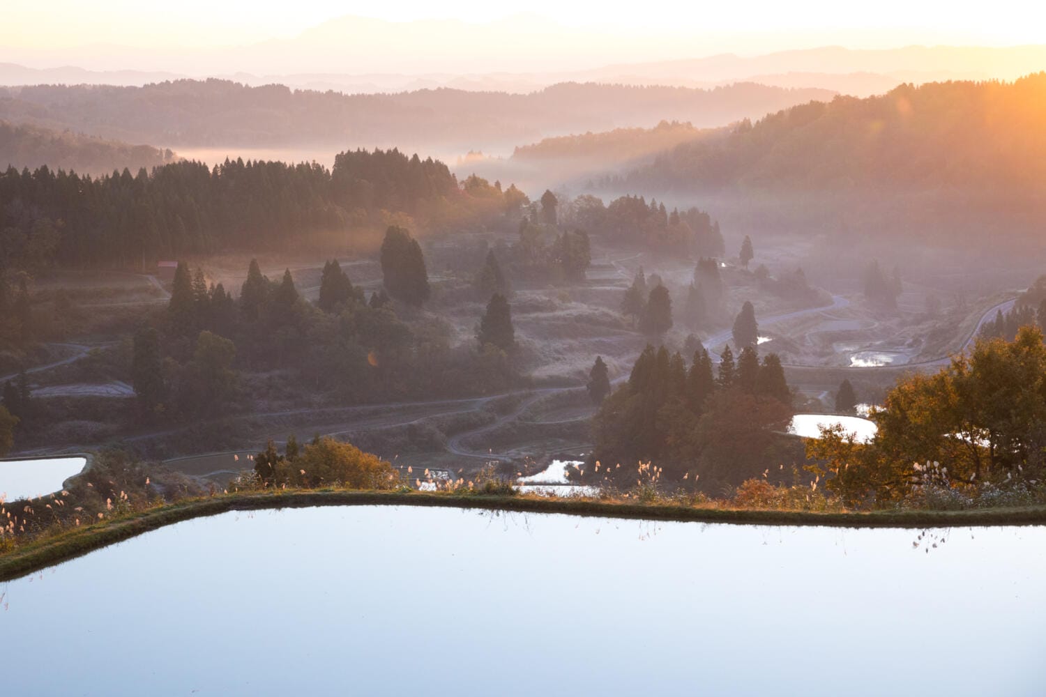 Golden Hues Over Serene Japanese Rice Terraces Landscape | Offbeat Japan