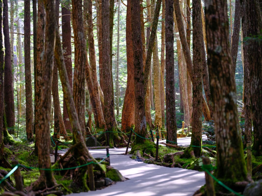 Tranquil Ancient Redwood Forest Trail: Natures Sanctuary | Offbeat Japan